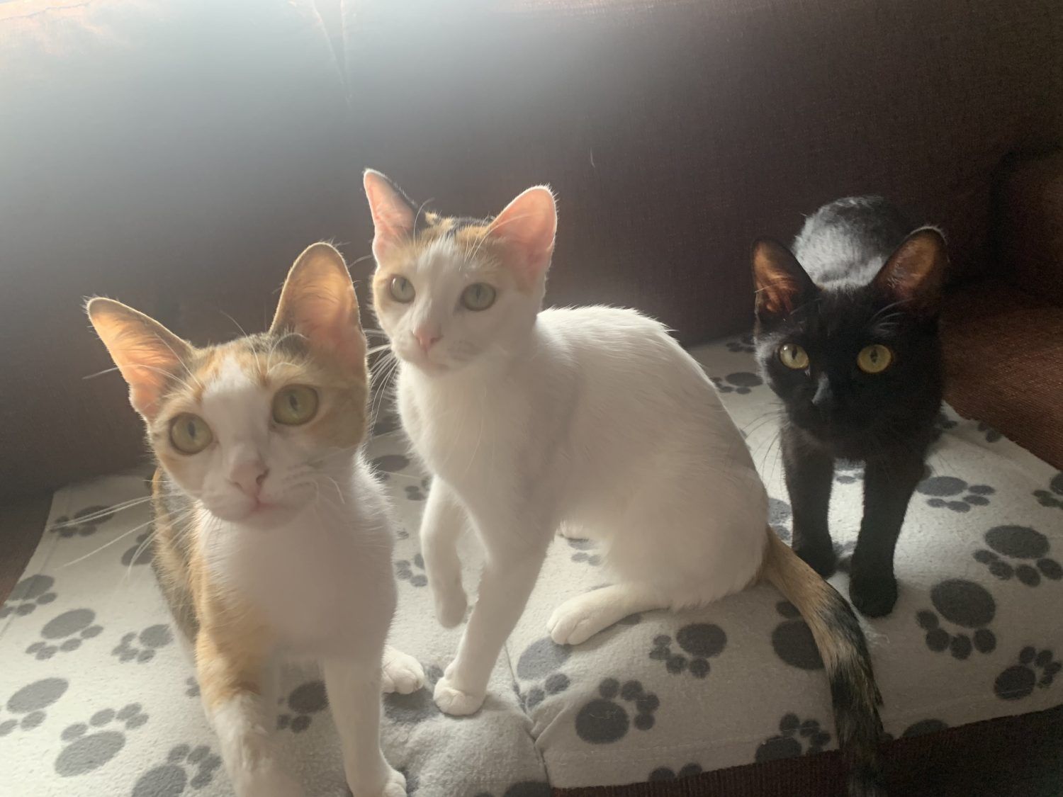 Gato URGENTE 3 Gatitas Hermanas de 1 año - URGENTE 3 Gatitas Hermanas ...