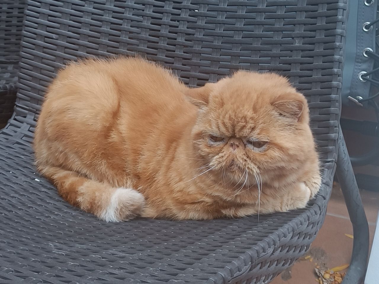 Gato exótico - Tranquilo y cariñoso - Mascotas adopción